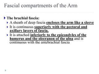 Fascial compartments of arm | PPTX