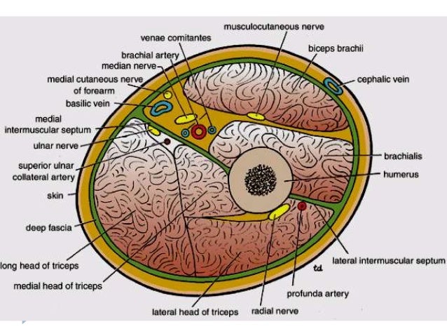 Fascial compartments of arm