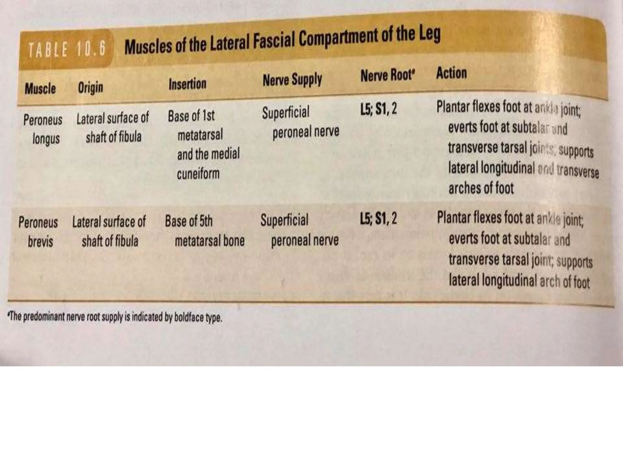FASCIAL COMPARTMENTS OF THE LEG presentation | PPTX