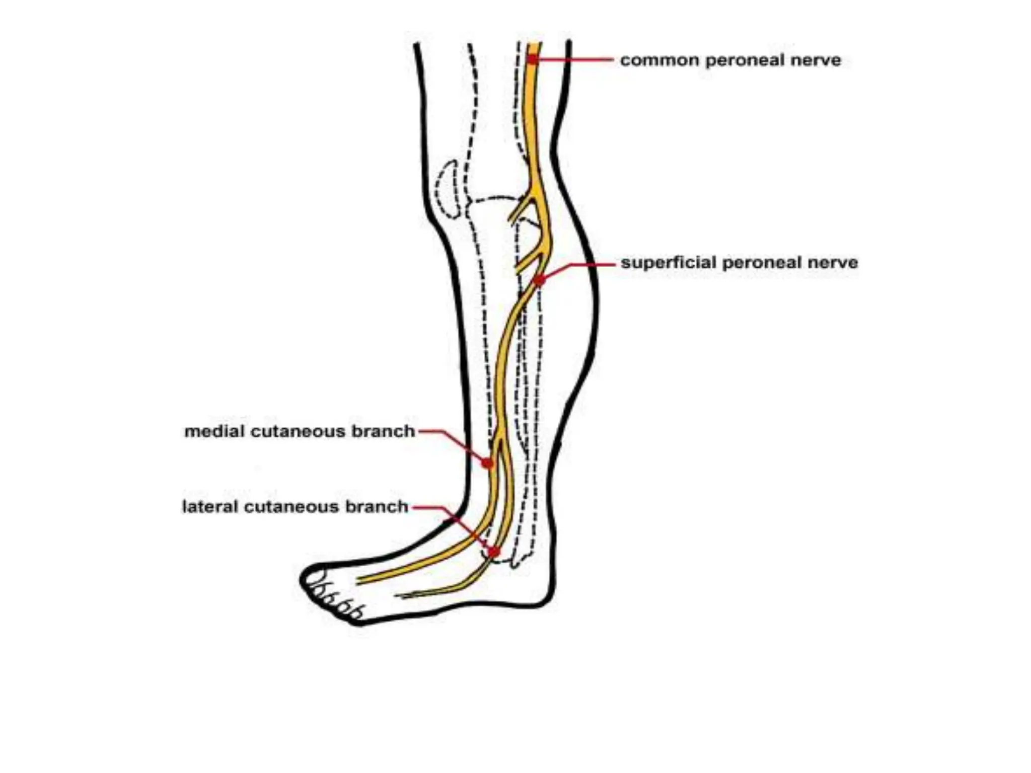 FASCIAL COMPARTMENTS OF THE LEG presentation | PPTX