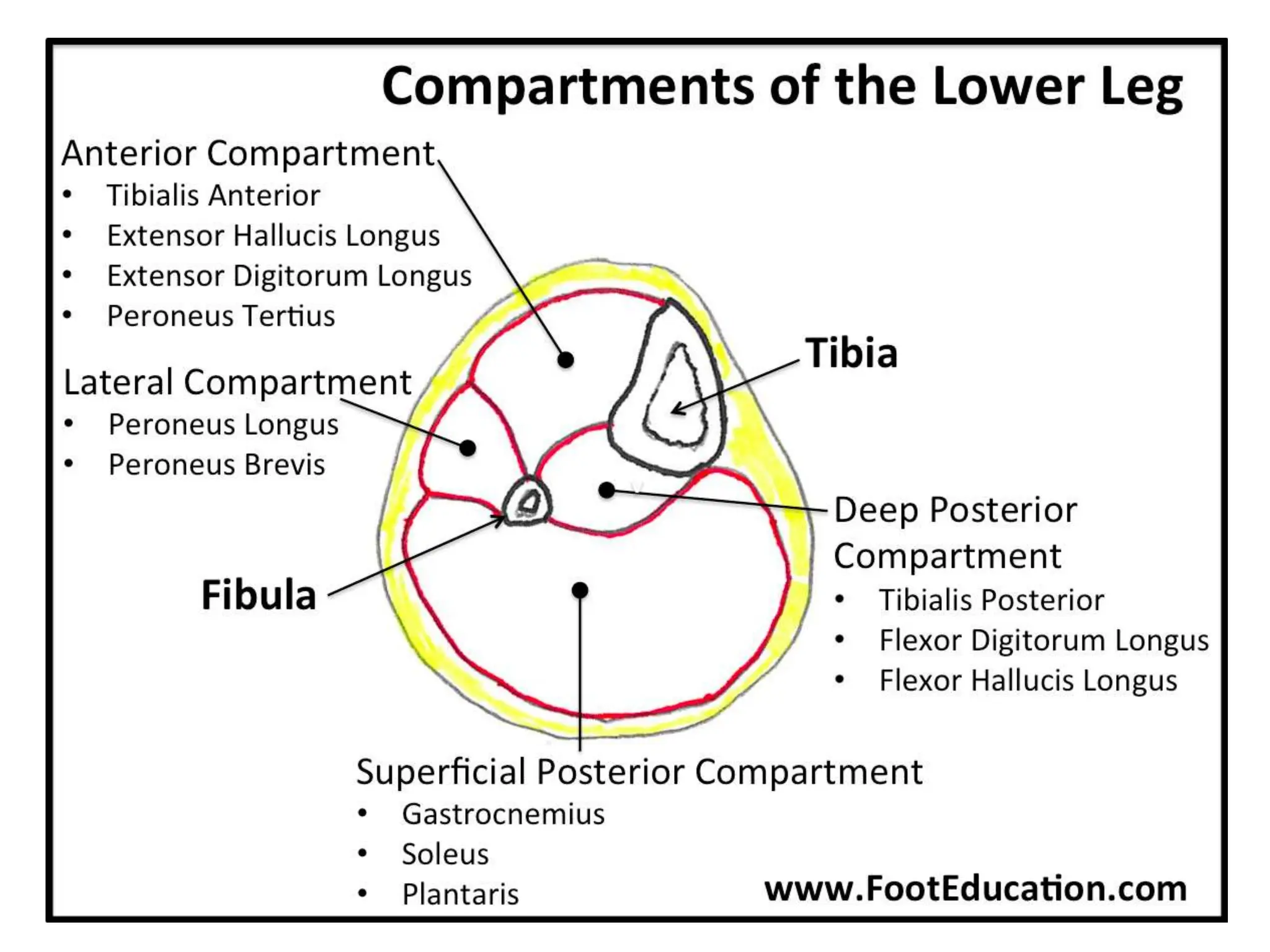 FASCIAL COMPARTMENTS OF THE LEG presentation | PPTX