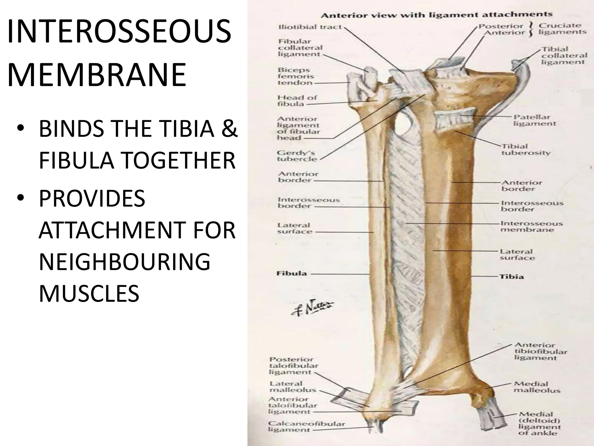 FASCIAL COMPARTMENTS OF THE LEG presentation | PPTX