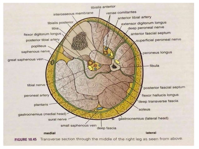 FASCIAL COMPARTMENTS OF THE LEG presentation | PPT