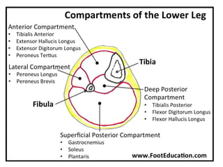 FASCIAL COMPARTMENTS OF THE LEG presentation | PPTX