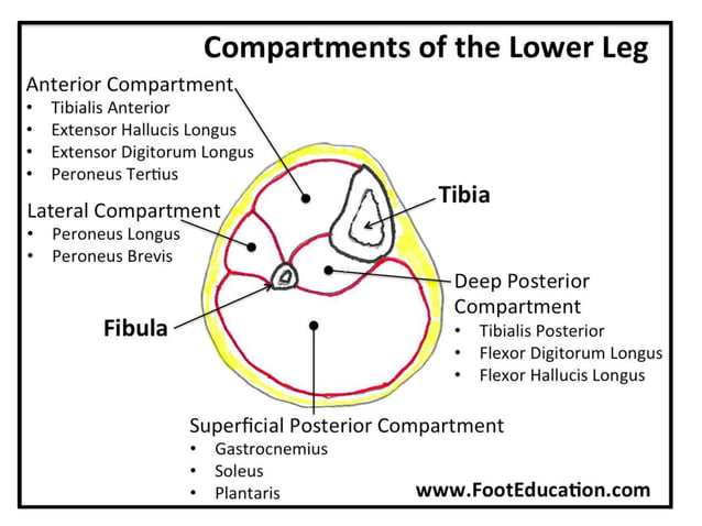 FASCIAL COMPARTMENTS OF THE LEG presentation | PPT