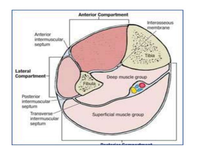 FASCIAL COMPARTMENTS OF THE LEG presentation | PPT