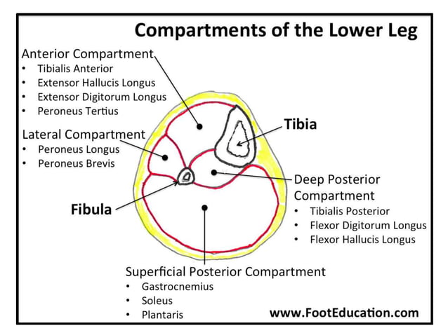 FASCIAL COMPARTMENTS OF THE LEG presentation | PPT