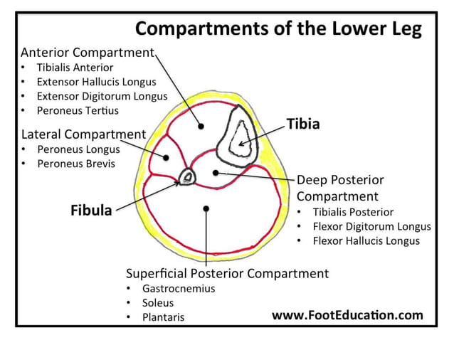 FASCIAL COMPARTMENTS OF THE LEG presentation | PPT