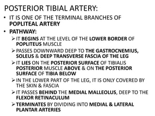 FASCIAL COMPARTMENTS OF THE LEG presentation | PPTX