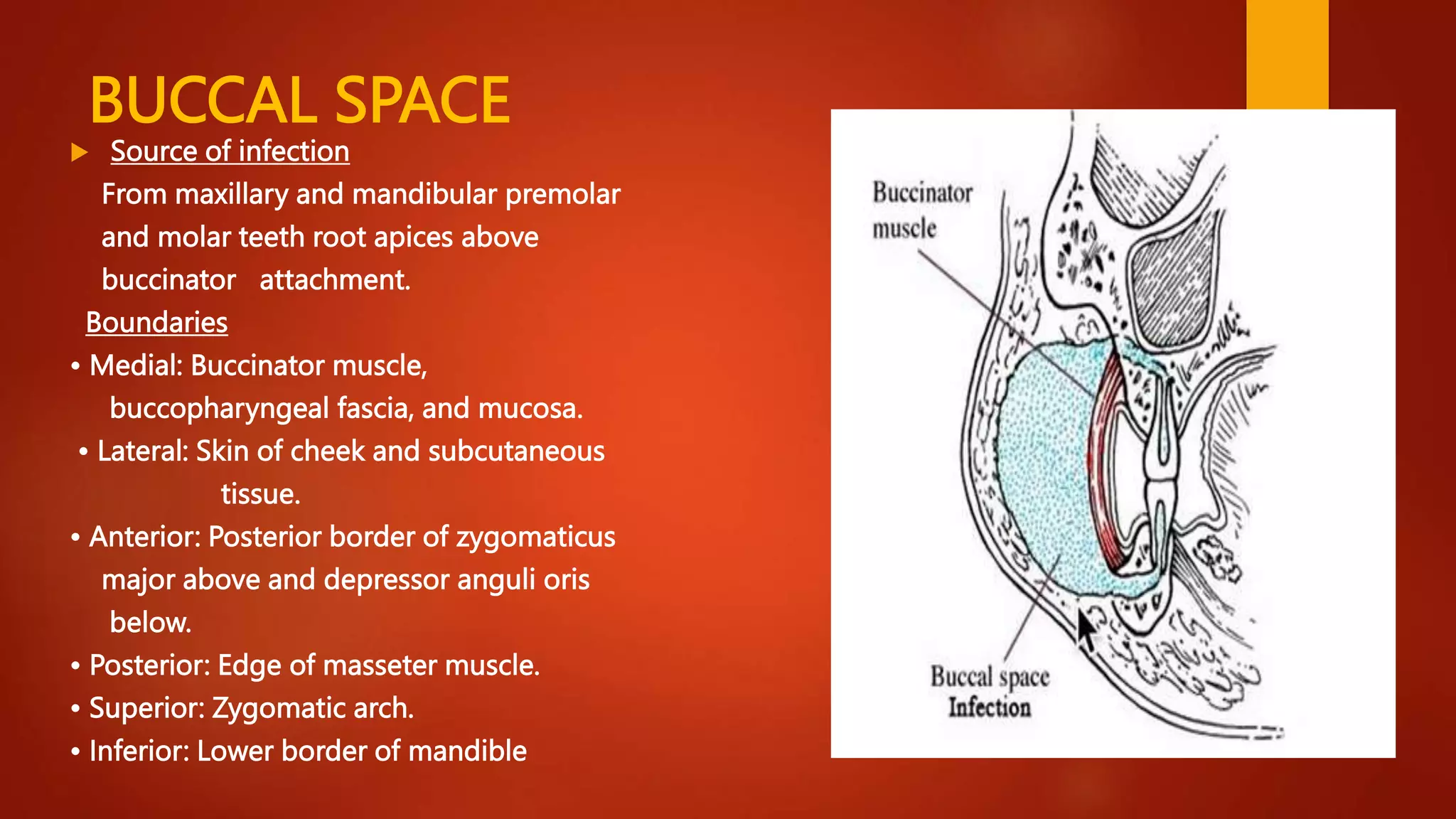fascial space.pptx
