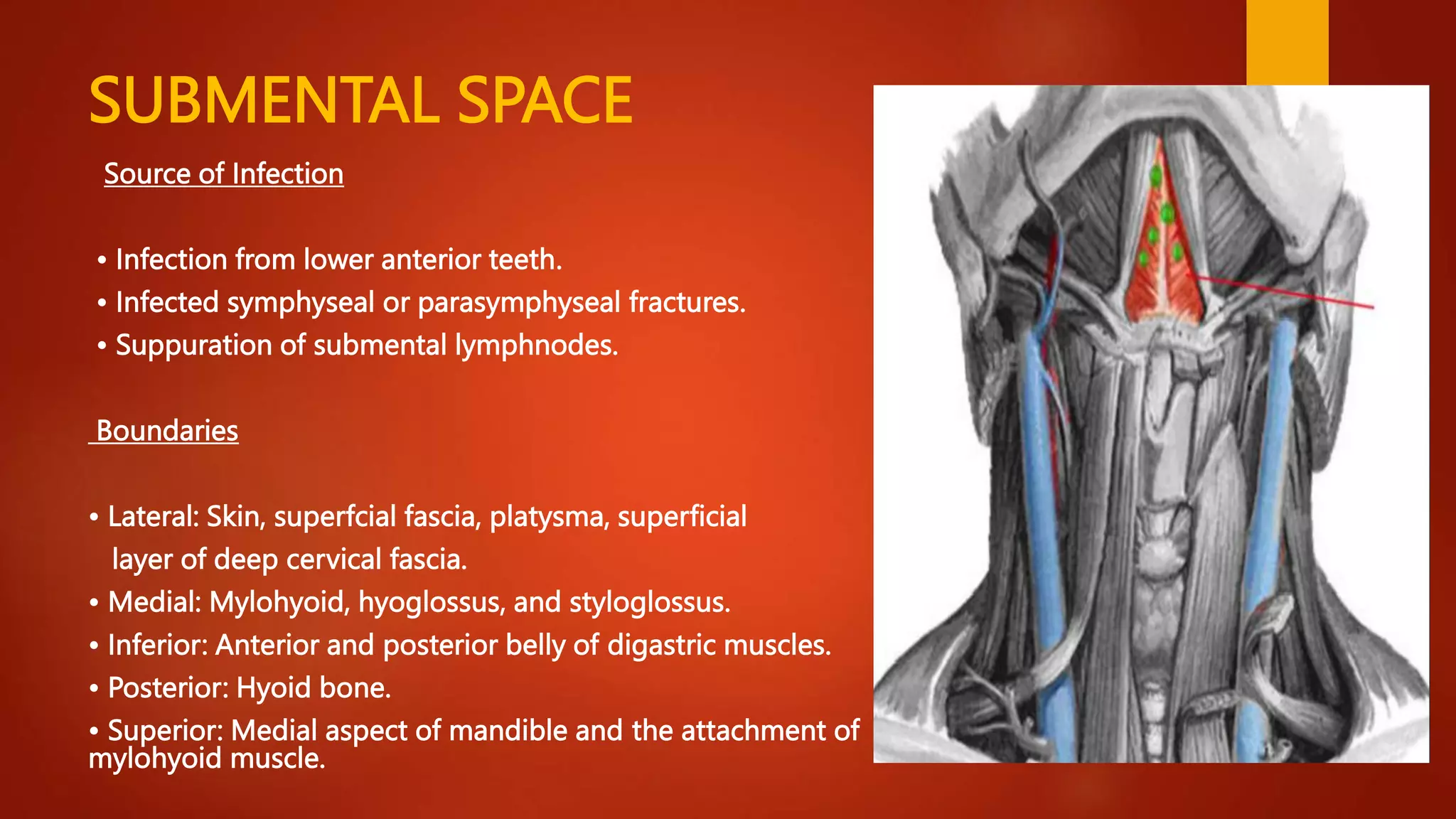 fascial space.pptx