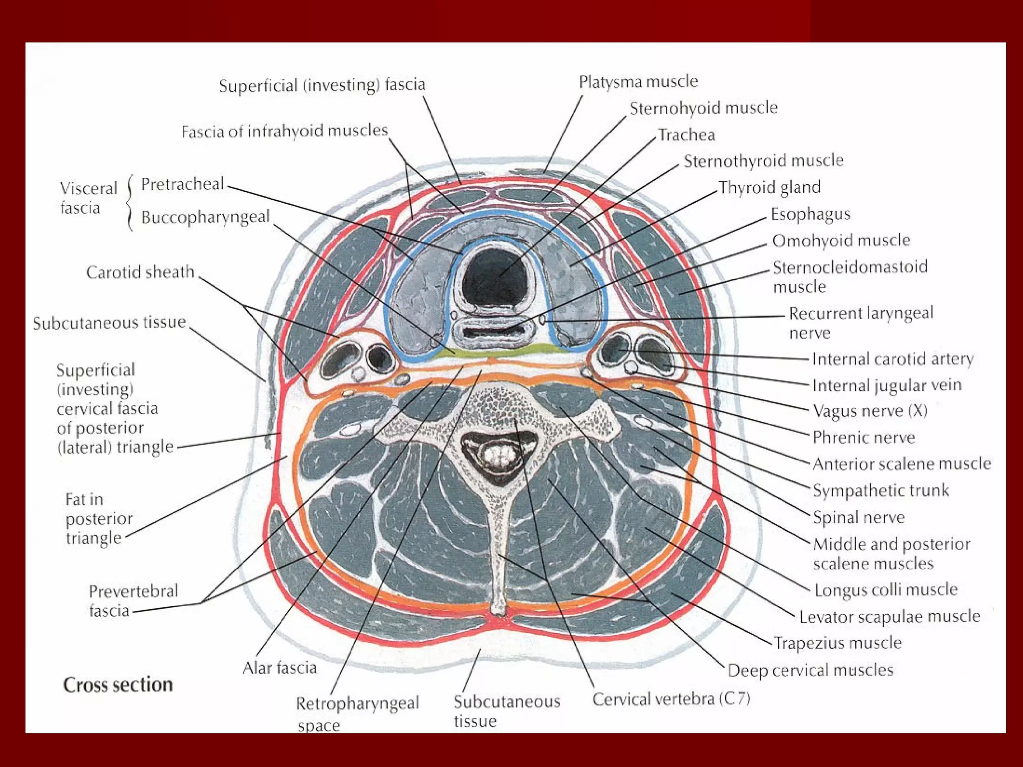 Fascial spaces | PPT