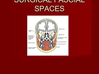Fascial spaces | PPT