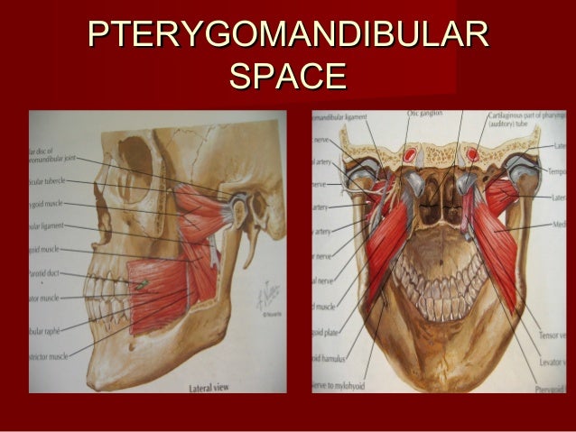 Fascial spaces