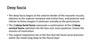 Fascial spaces | PPTX