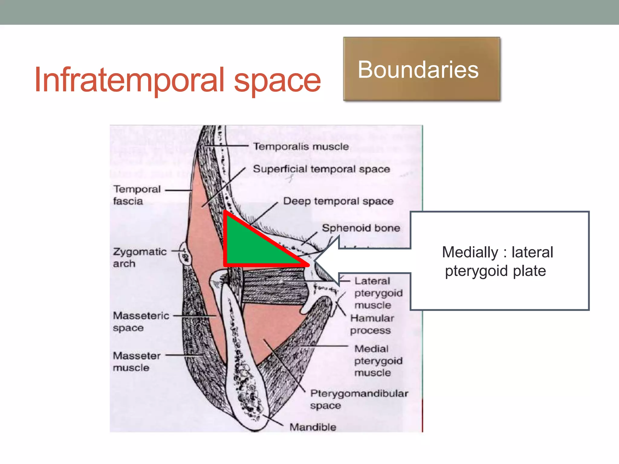 Fascial spaces.pptx | Ear, Nose and Throat Conditions | Diseases and ...