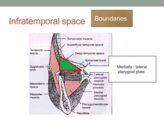 Fascial spaces.pptx | Ear, Nose and Throat Conditions | Diseases and ...