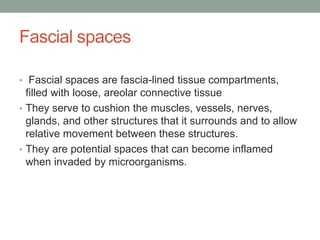 Fascial spaces.pptx | Ear, Nose and Throat Conditions | Diseases and Conditions
