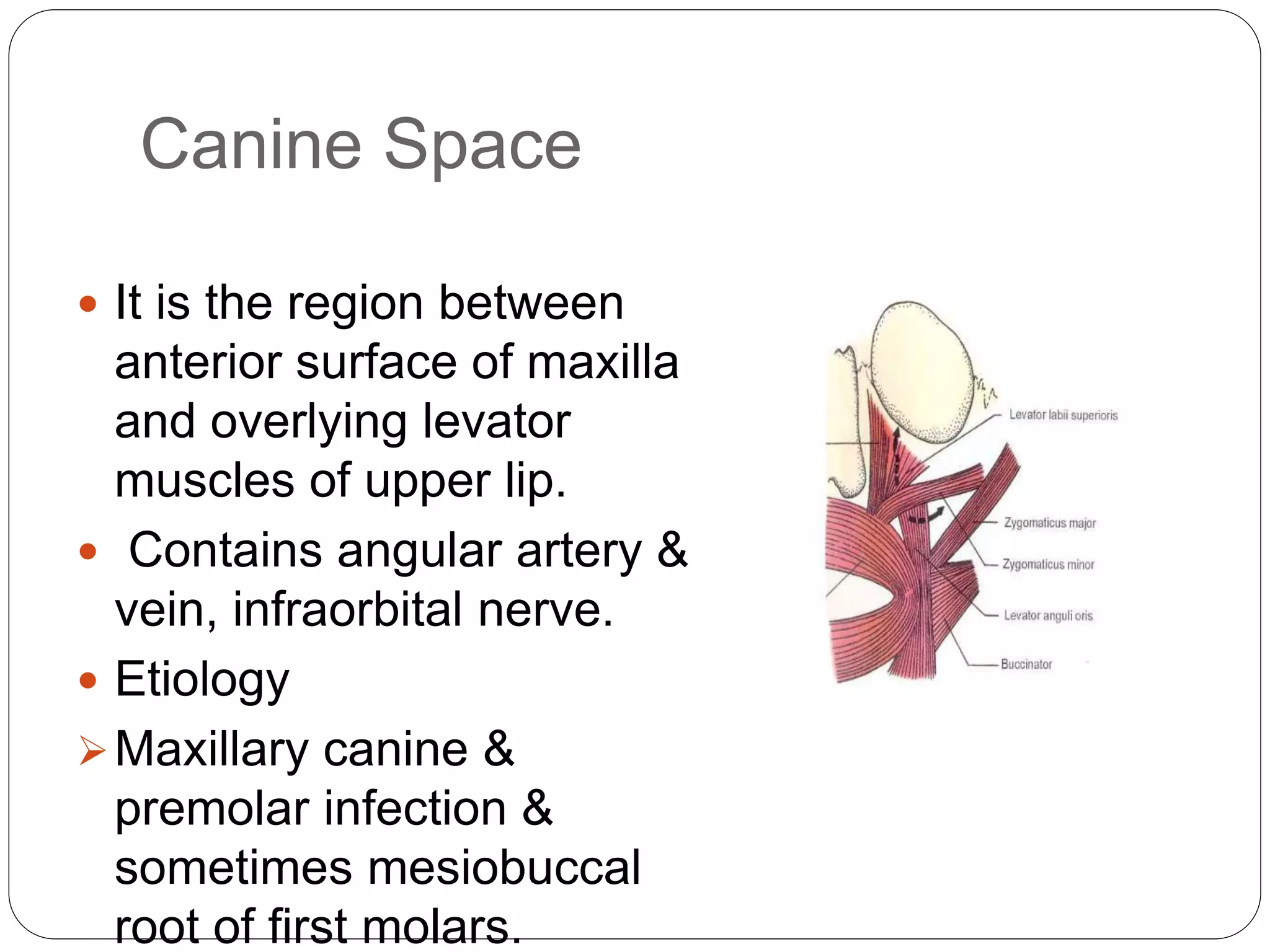 Fascial spaces of jaws and management | PPTX