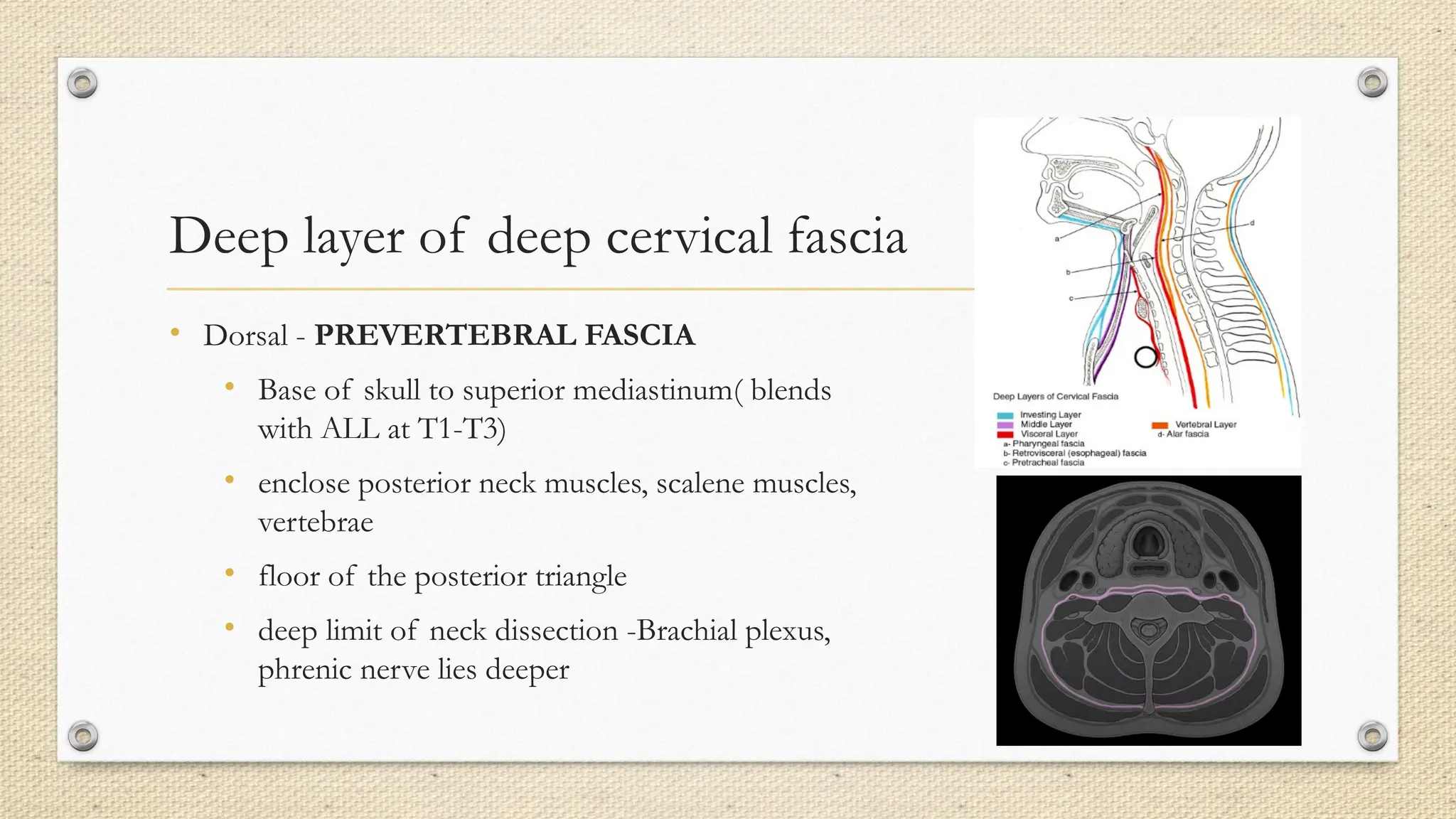 Fascial spaces of neck- anatomy and clinical significance | PPTX