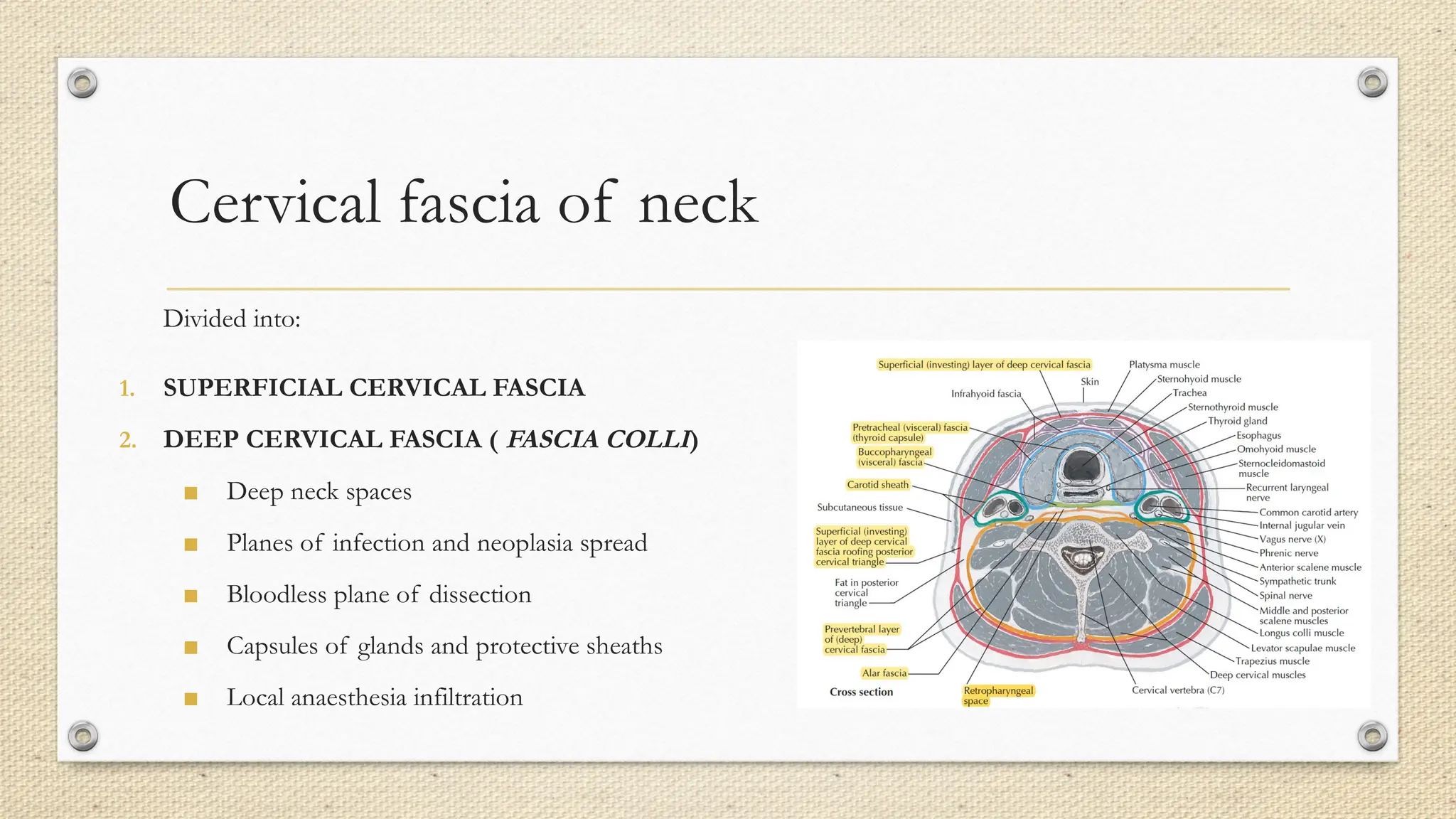 Fascial spaces of neck- anatomy and clinical significance | PPTX