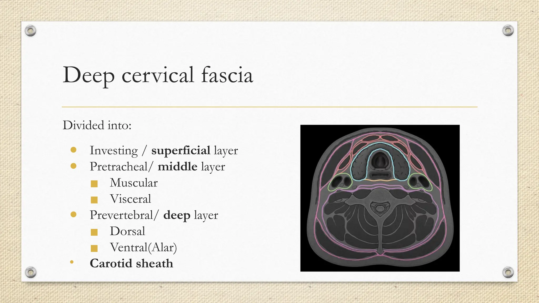 Fascial spaces of neck- anatomy and clinical significance | PPTX