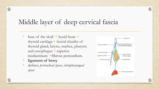Fascial spaces of neck- anatomy and clinical significance | PPTX