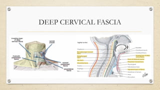 Fascial spaces of neck- anatomy and clinical significance | PPTX