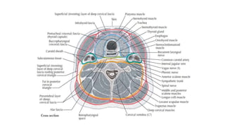 Fascial Spaces of Neck(2).pptx
