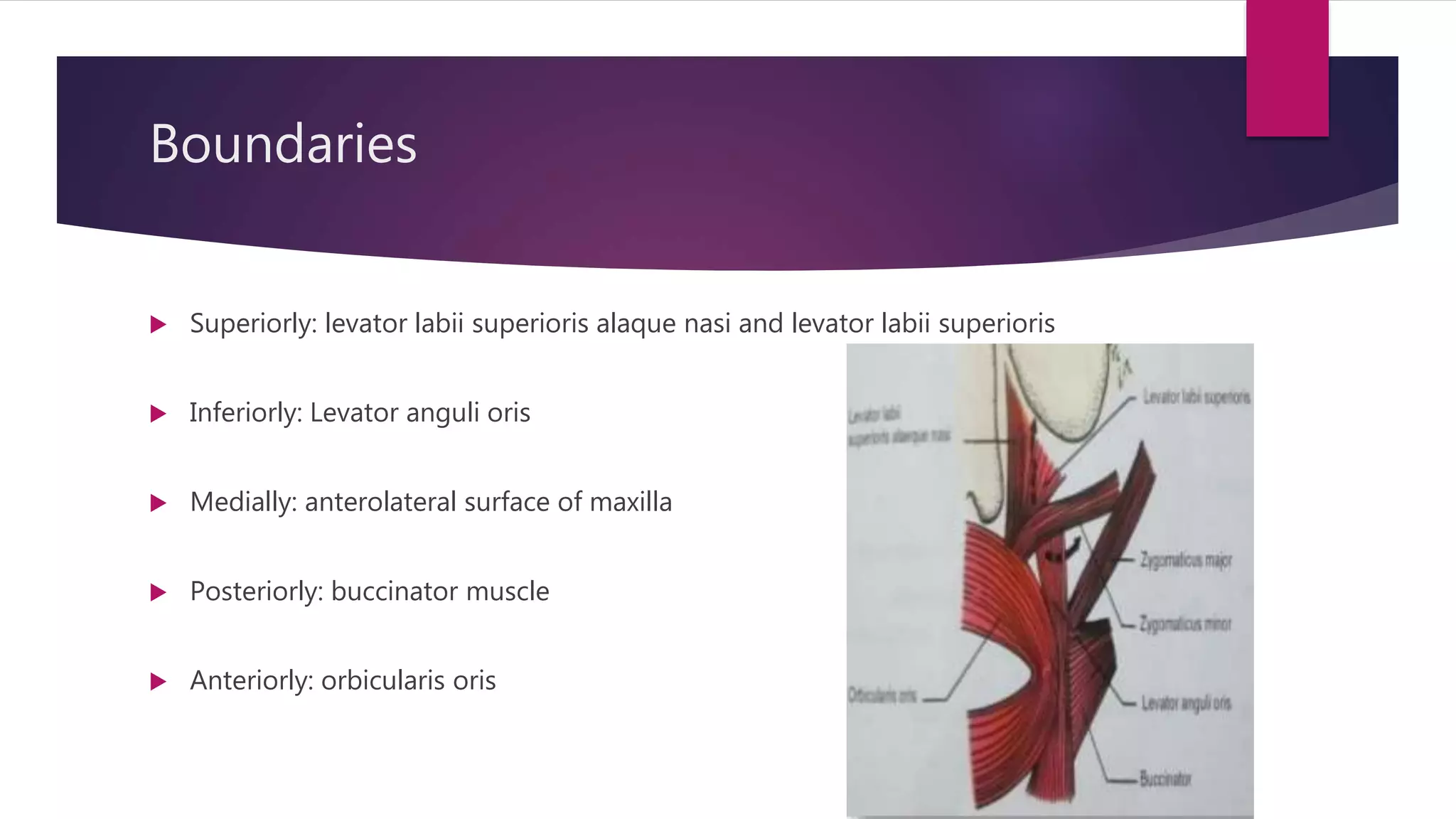 Fascial spaces of the jaws and its management | PPTX