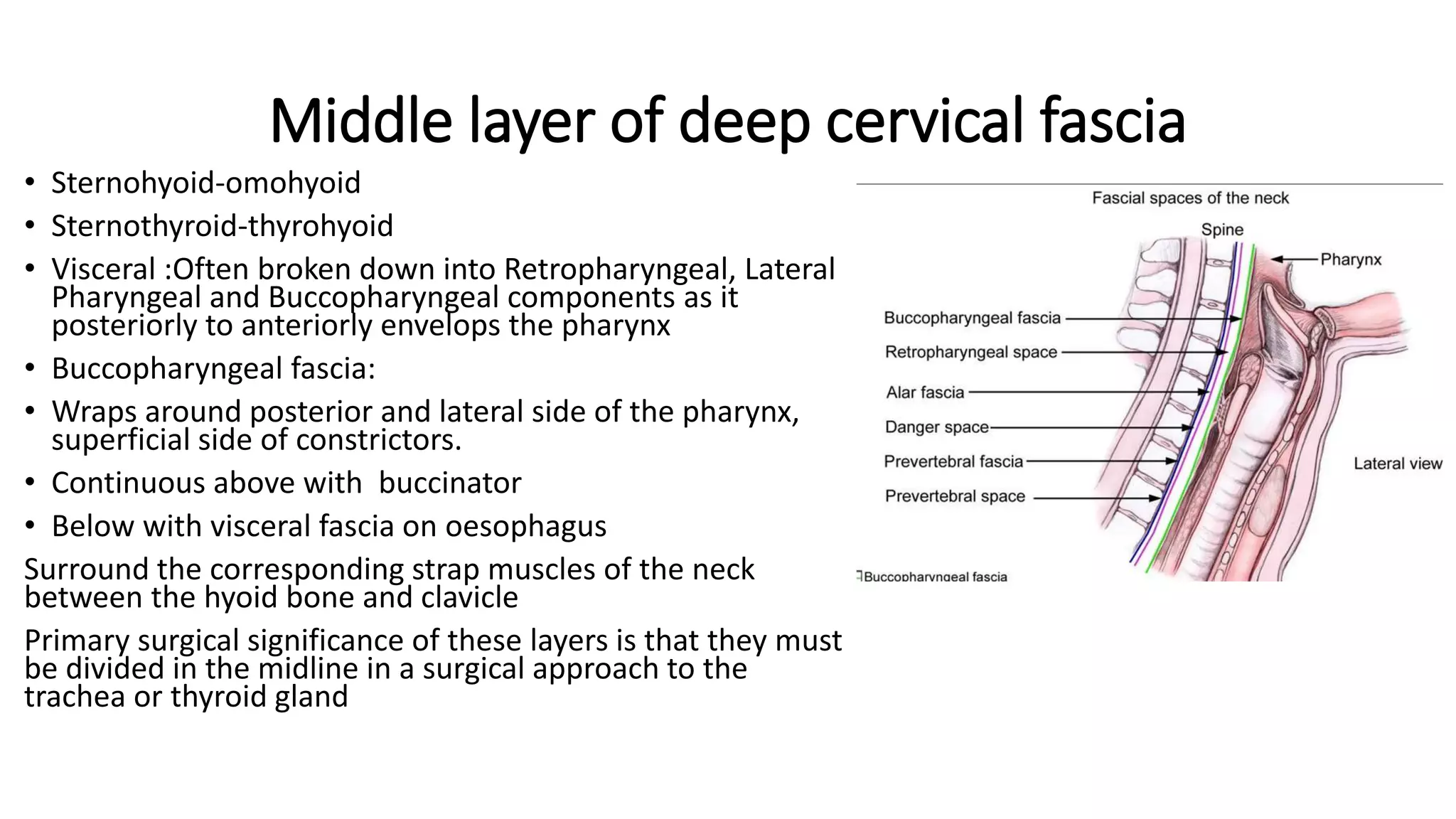 Fascial Spaces in the Head & Neck | PPTX