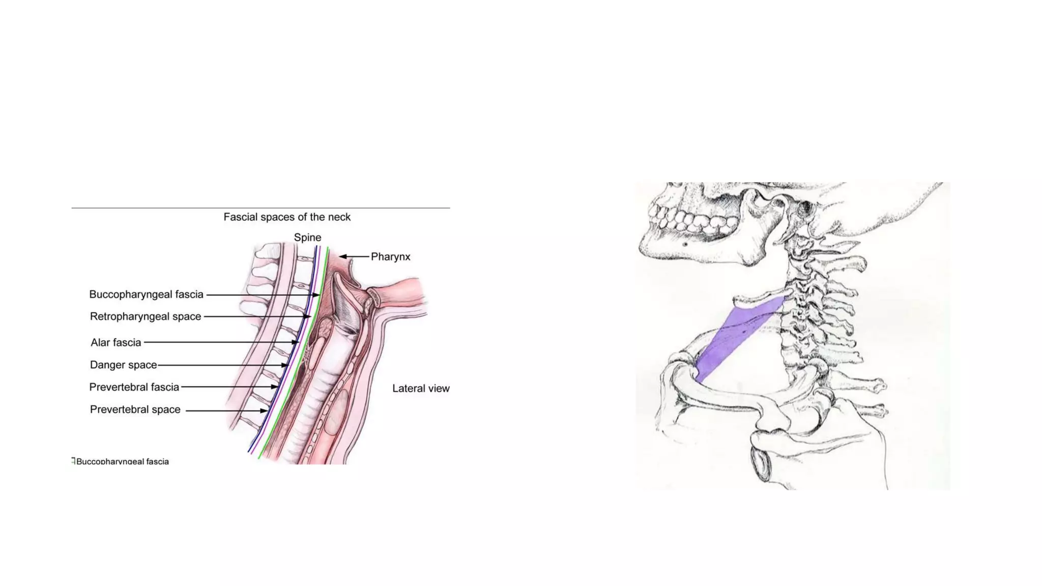 Fascial Spaces in the Head & Neck | PPTX