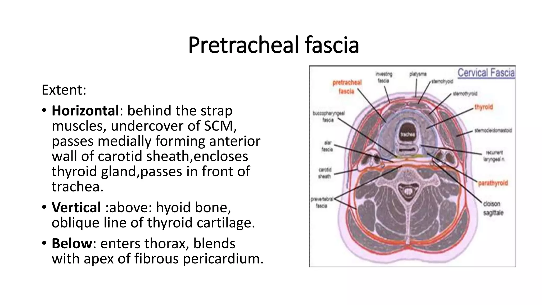 Fascial Spaces in the Head & Neck | PPTX