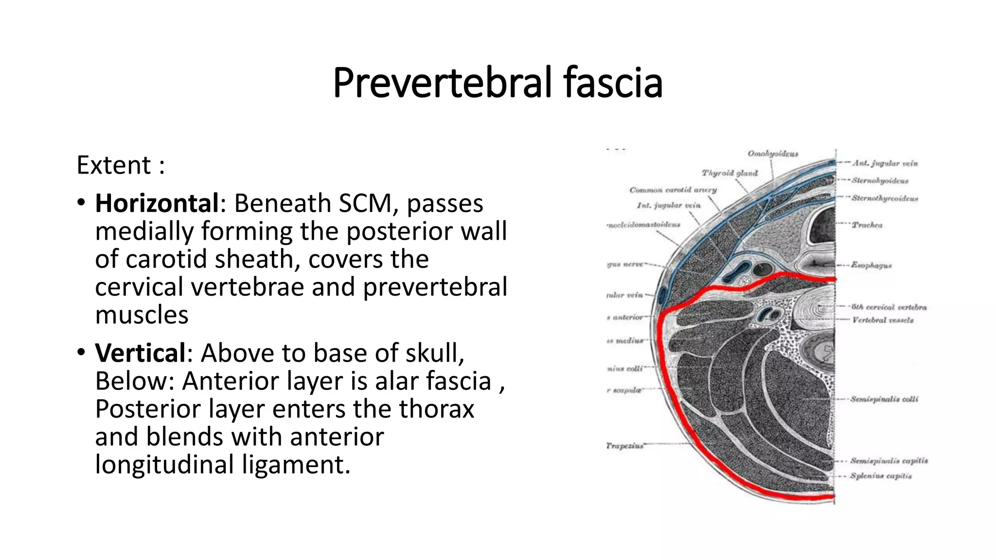 Fascial Spaces in the Head & Neck | PPTX