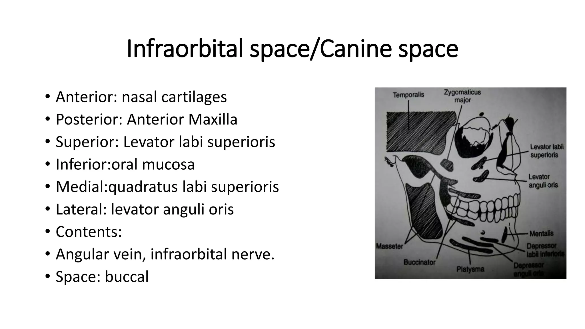 Fascial Spaces in the Head & Neck | PPTX