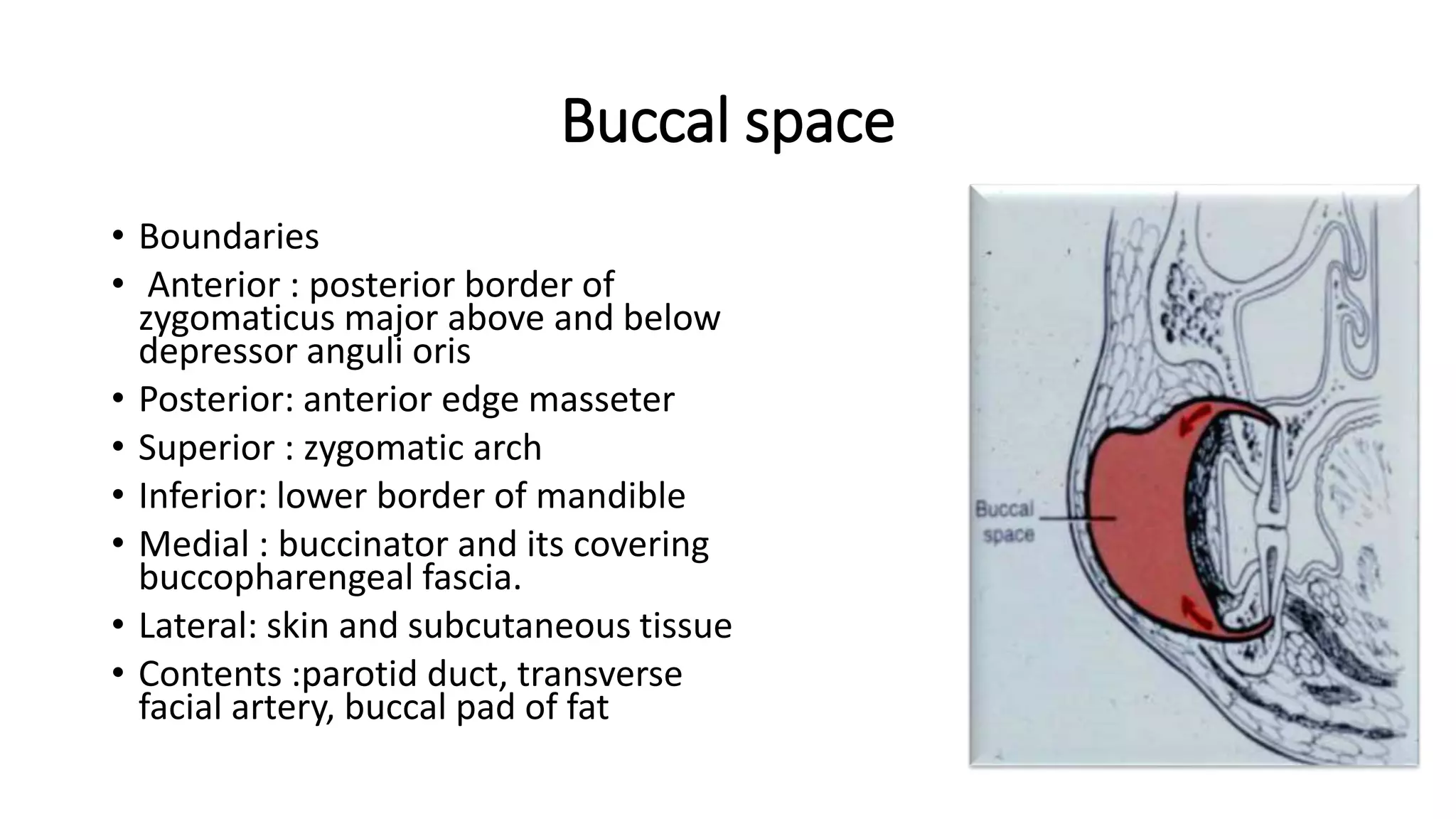 Fascial Spaces in the Head & Neck | PPTX