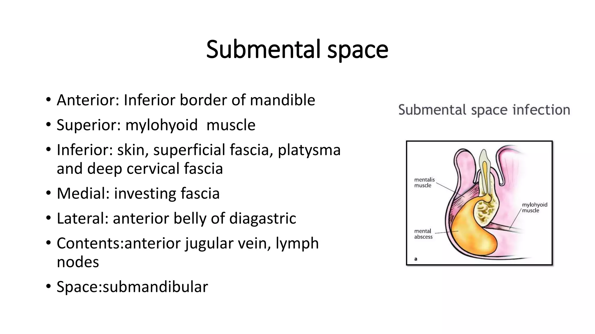 Fascial Spaces in the Head & Neck | PPTX