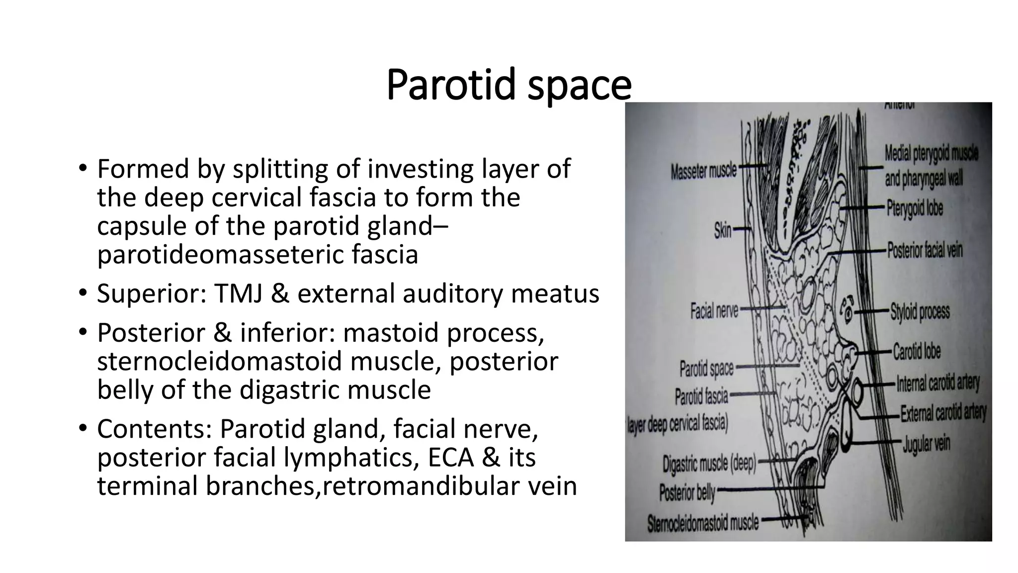 Fascial Spaces in the Head & Neck | PPTX