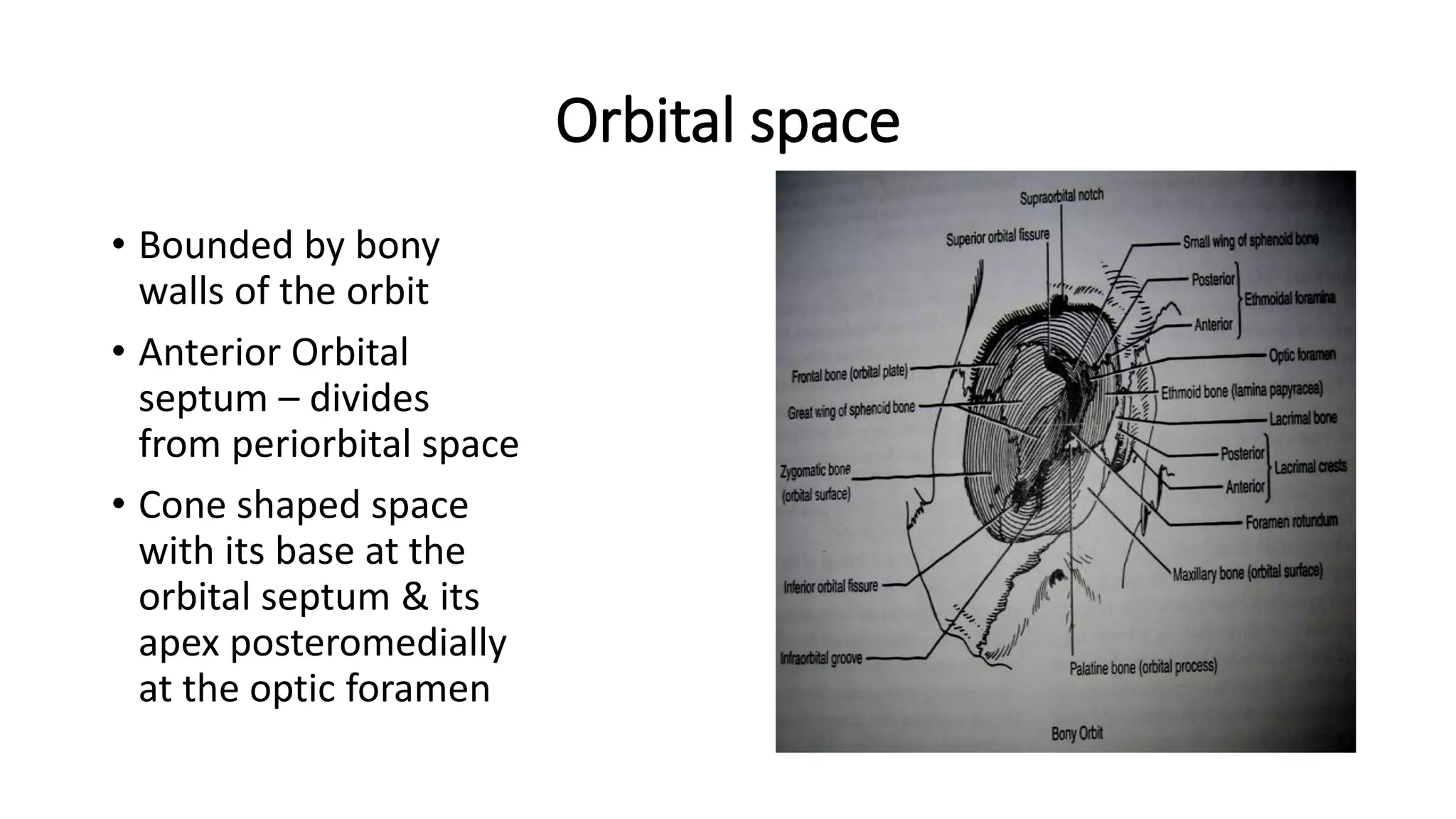 Fascial Spaces in the Head & Neck | PPTX