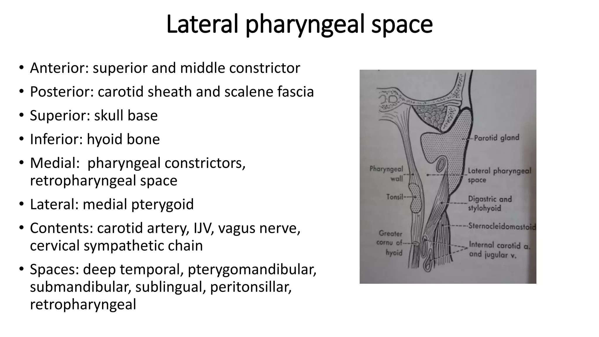 Fascial Spaces in the Head & Neck | PPTX