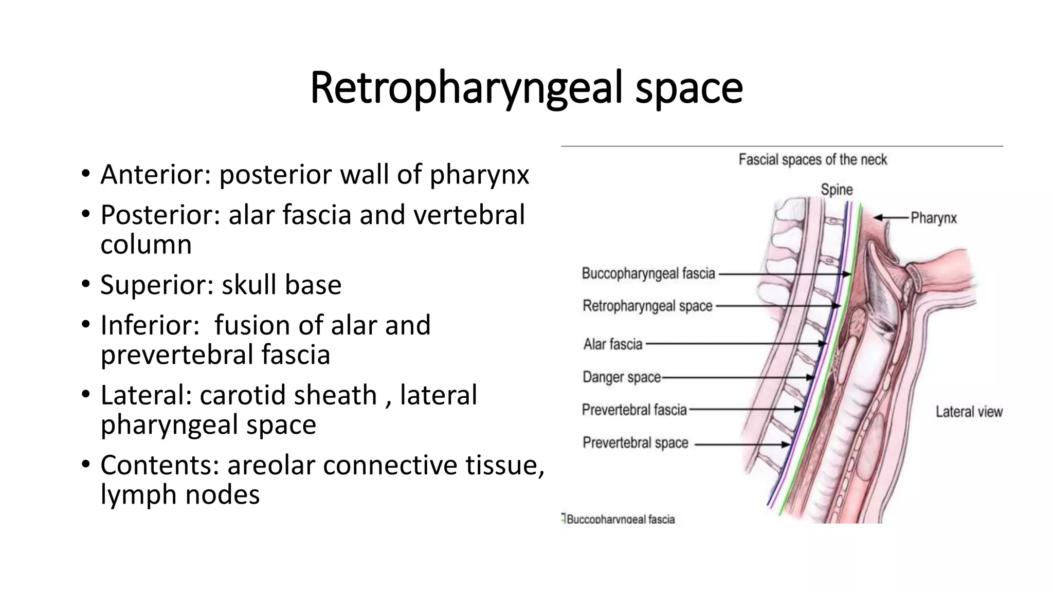 Fascial Spaces in the Head & Neck | PPTX