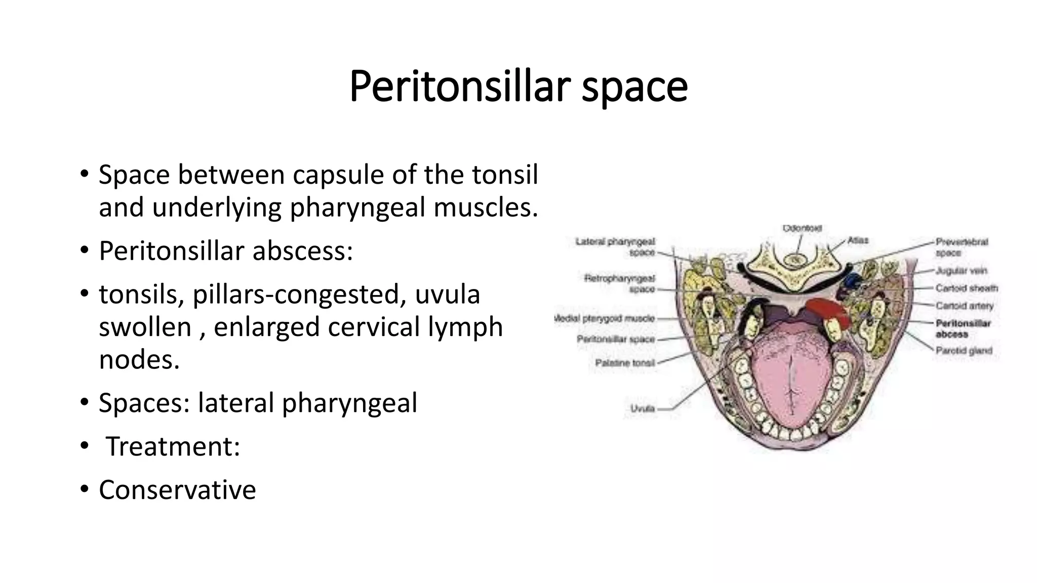 Fascial Spaces in the Head & Neck | PPTX