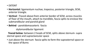 Fascial Spaces in the Head & Neck | PPTX