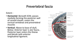 Fascial Spaces in the Head & Neck | PPTX