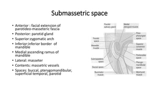 Fascial Spaces in the Head & Neck | PPTX