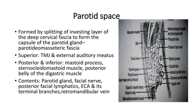 Fascial Spaces in the Head & Neck | PPTX