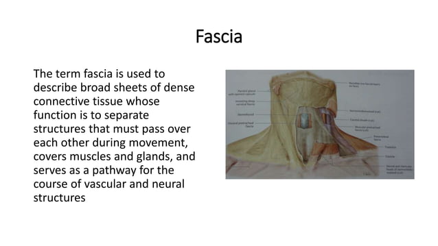 Fascial Spaces in the Head & Neck | PPTX