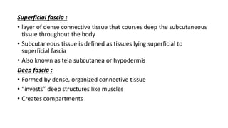 Fascial Spaces in the Head & Neck | PPTX