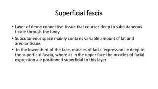 Fascial Spaces in the Head & Neck | PPTX
