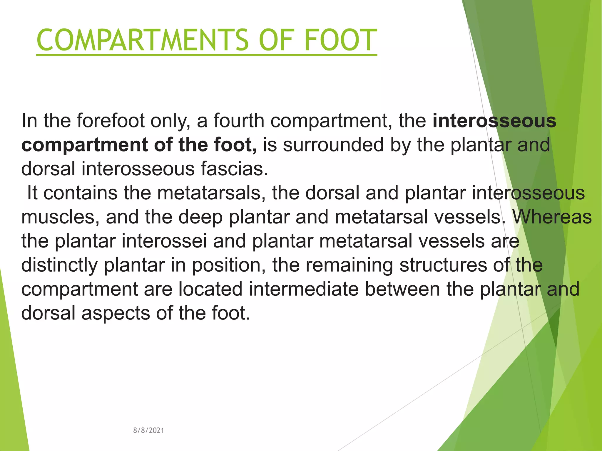 Fascia of foot | PPT